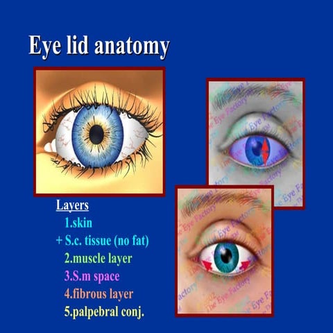 Eye Lid Dr.Ashraf | PPT