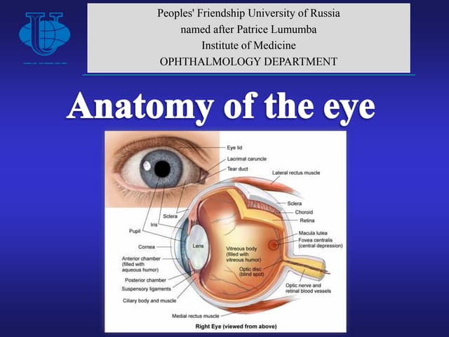 Histology of eye | PDF | Eye and Vision Conditions | Diseases and ...