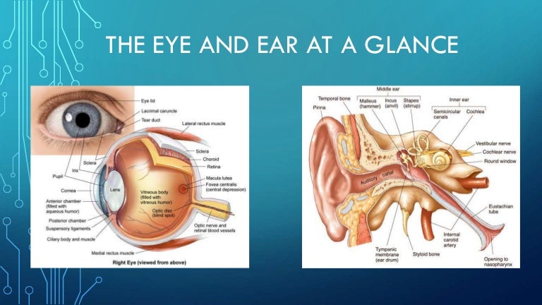 Eye and ear at a glance