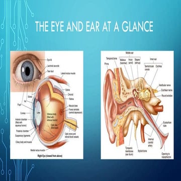 Eye and ear at a glance | PPTX