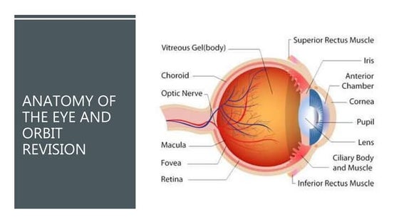Conjunctiva | PPT