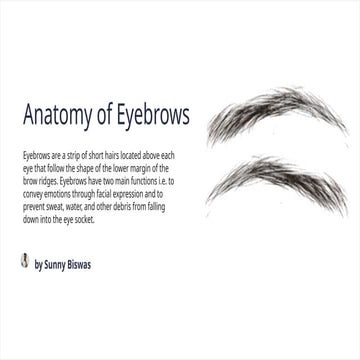 Eyebrows Anatomy . | PPTX