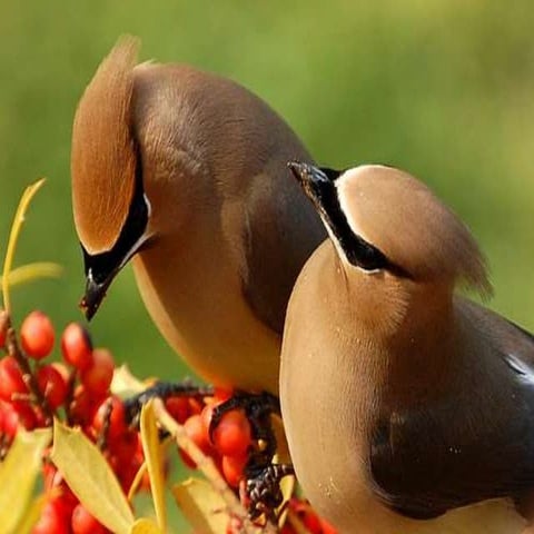 Eye Catching Beautiful Nature | PPSX