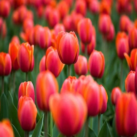 Eye Catching Flowers | PPSX