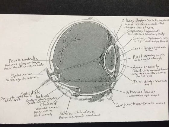 Directional terms | PPTX