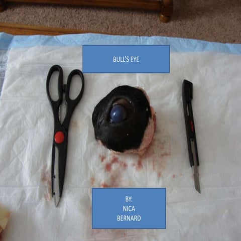 Eye Dissection Ppt | PPTX