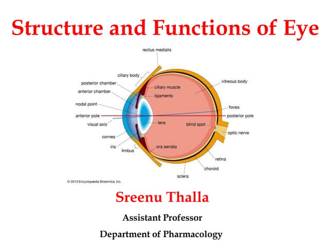 anatomy of the eyeball | PPTX