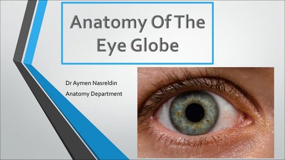 Visual pathwa anatomy in detail with diagrams | PDF