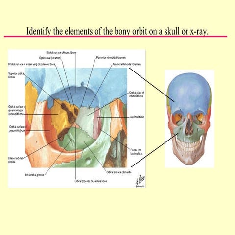 Eye & orbit (fazlası için www.tipfakultesi.org) | PPT