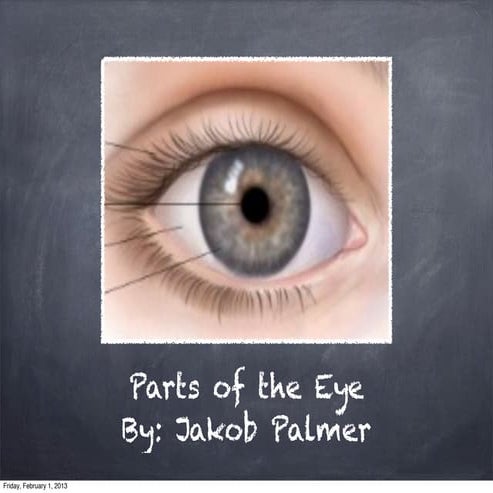 Cow eye – dissection and label | PPTX