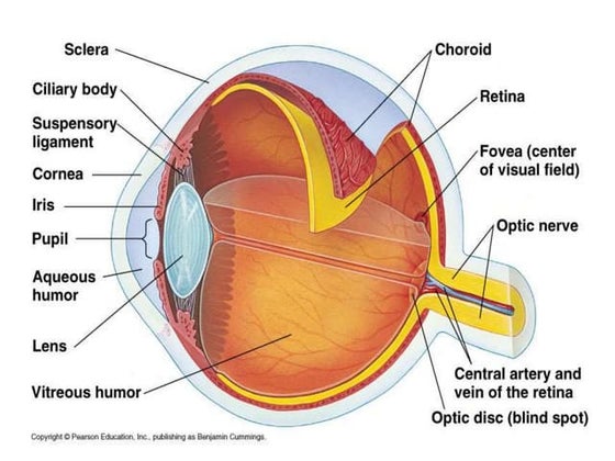 Anatomy of eye ppt | PPTX | Eye and Vision Conditions | Diseases and ...