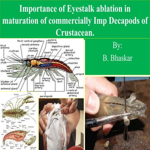 Eyestalk ablation in commercially Imp Crustaceans Decapods.pptx