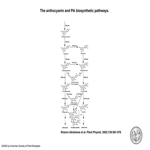Biosynthetic pathway anthocyanin and PA.ppt
