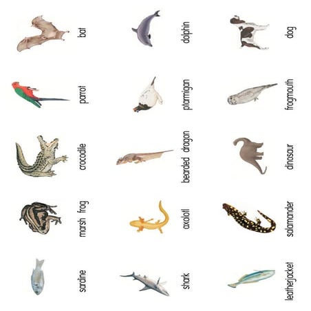 classification keys - animal cards | PDF