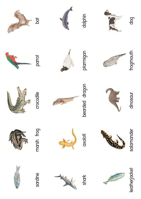 Animal adaptations | PPT