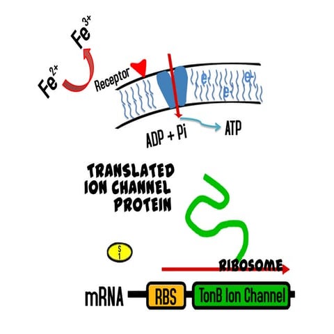F2 translated ion channel protein | PPSX