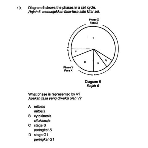 F4 cell division | PPT | Biological Sciences | Science