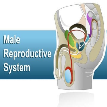 f4d670c-ad78-ecc-7874-a8422110a66e-Male reproductive organ (1) (1).pptx