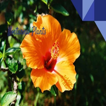 Nocturnal plants | PPTX