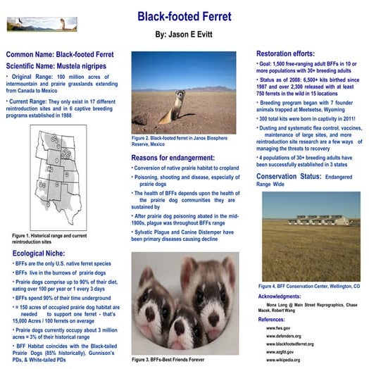 Black-footed Ferret Poster | PPT