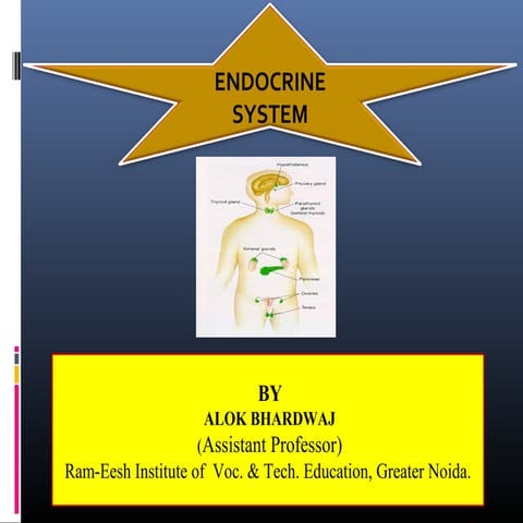 Endocrine System | PPT