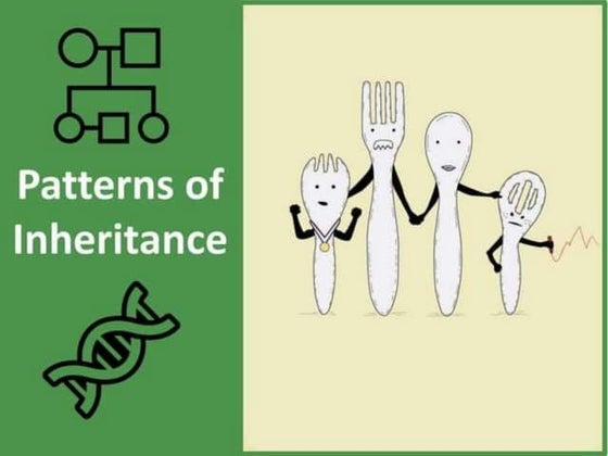 Patterns of inheritance ppt.pptx