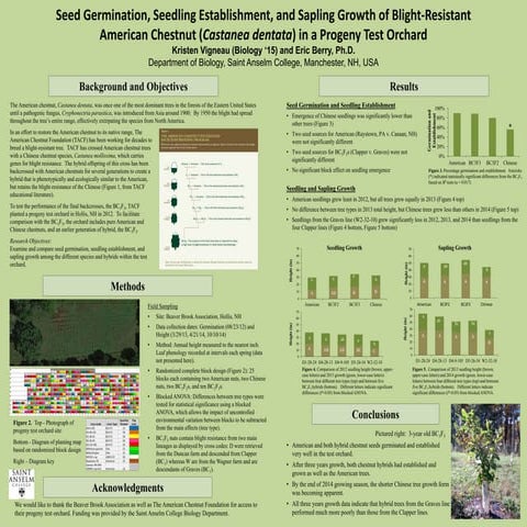 Am Chestnut Poster | PPT