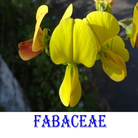 The family fabaceae related to botany field includes floral diagrams ...