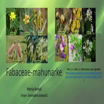 Fabaceae-mahunarke, botanika hrv.pdf- 1.godina agronomija | PDF