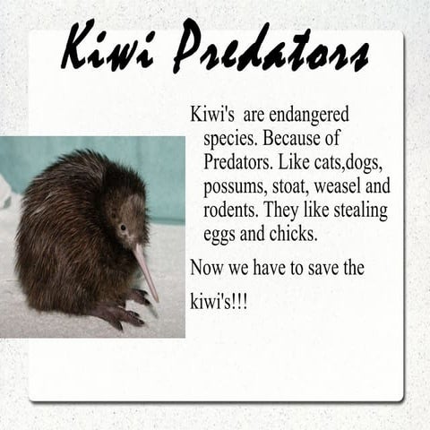 Kiwis, By Sahana | PPT