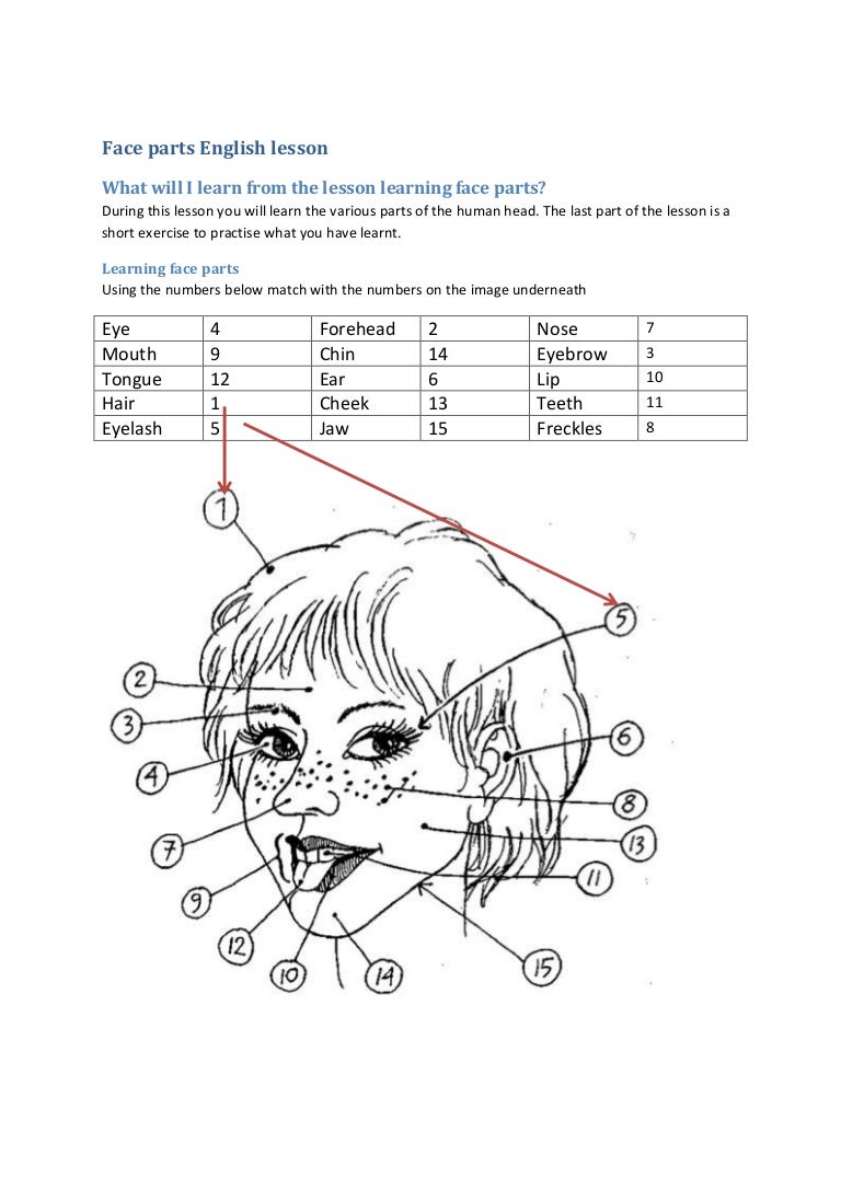 Parts Of The Face Useful Face Parts Names With Pictures