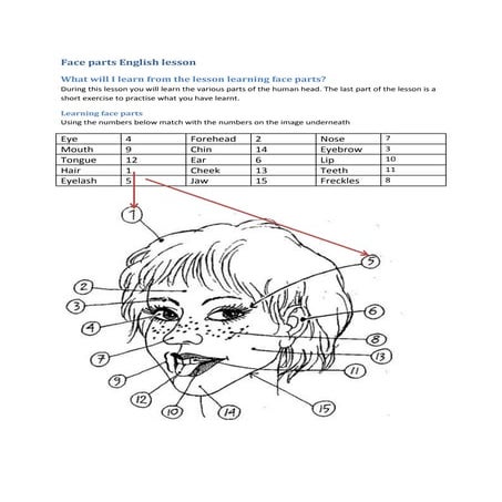 Face parts | PDF