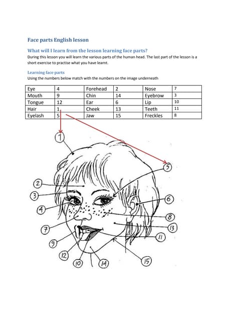 Parts of the face | PDF