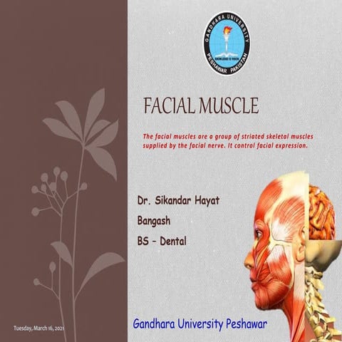 Facial Muscle | PPTX