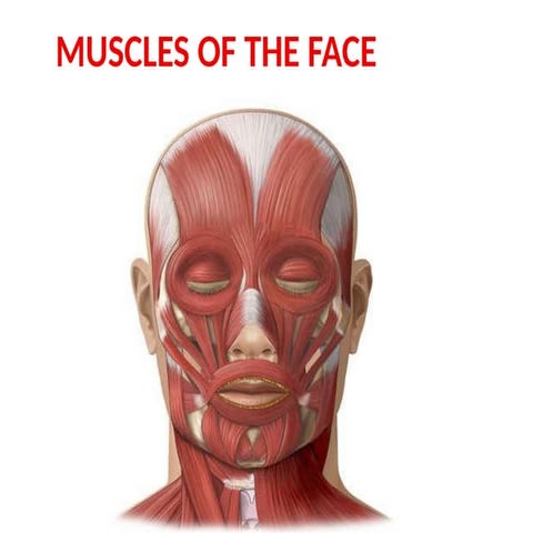 Anatomy of human facial muscles .pptx