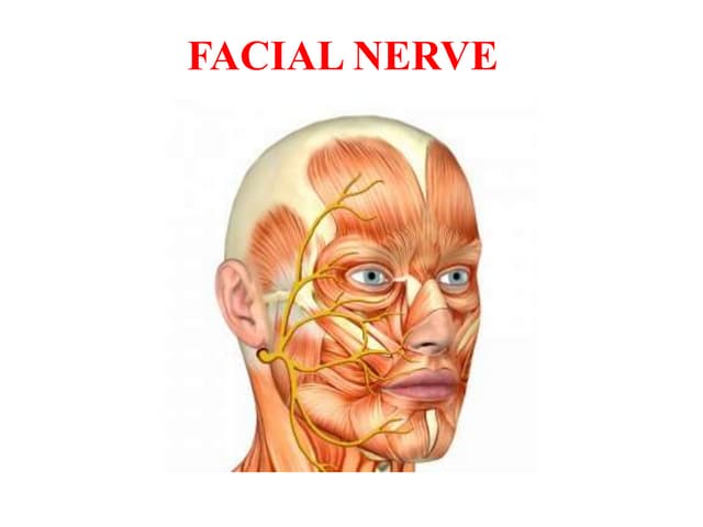 Anatomy of facial nerve | PPT
