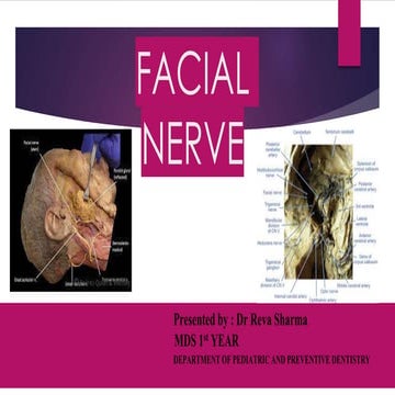 Anatomy of facial nerve | PPT