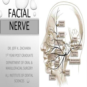Facial Nerve Branches The Parotid Gland, Submandibular Gland, And