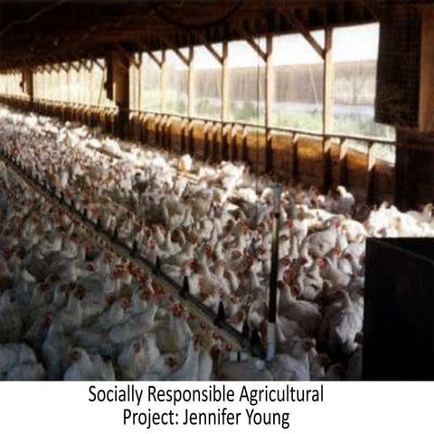 Factory farming human planning project | PPTX