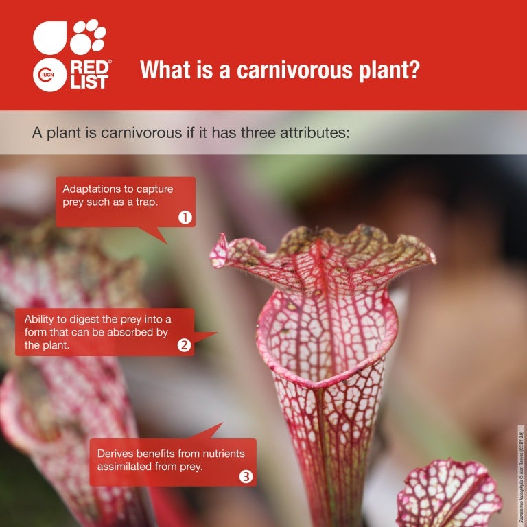 Fascinating Facts about Carnivorous Plants - IUCN Red List Fascinating Facts about Carnivorous Plants - IUCN Red List