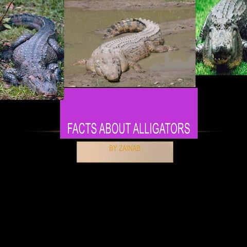Facts about alligators | PPTX