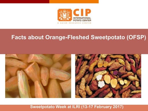 Sweetpotato pig feed | PDF