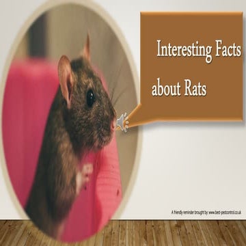 Facts about rat | PPT