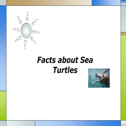 Facts about sea turtles | PPT