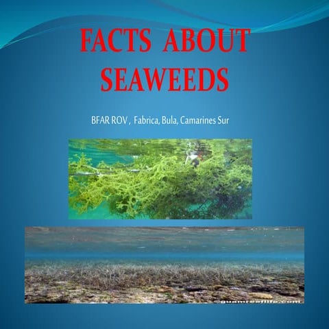 Facts About Seaweeds / Aida Andayog | PPTX