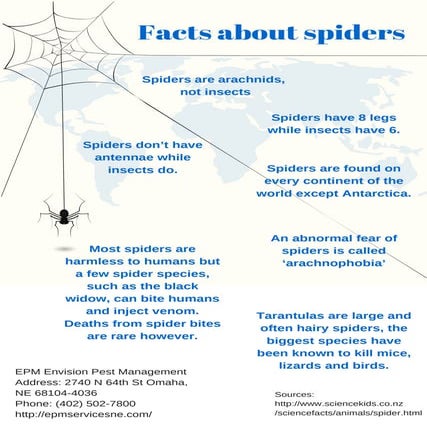 Facts about spiders | PDF