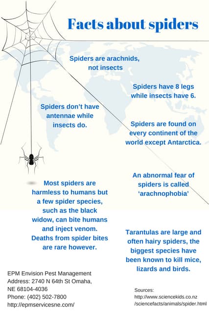 Spiders | PPT