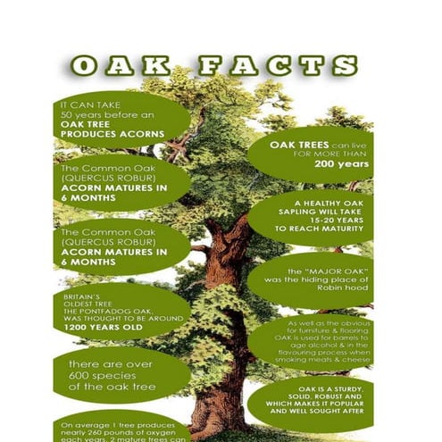 Facts About The Majestic Oak Tree | DOCX