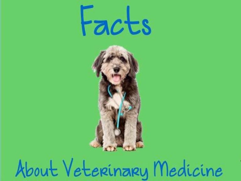 Facts About Veterinary Medicine facts-about-veterinary-medicine