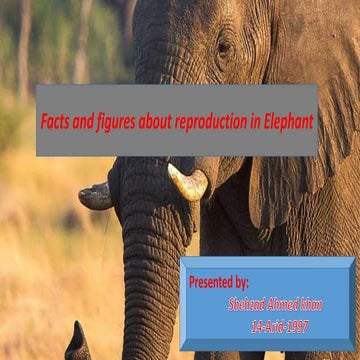 Elephant Reproductive Organs Pictures